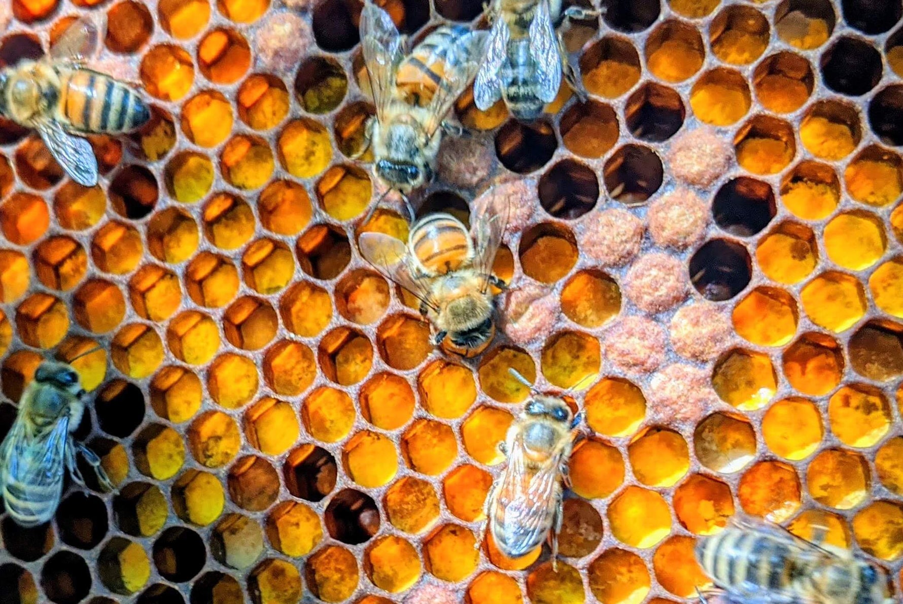 South Mountain Bees - A beekeeper owned company